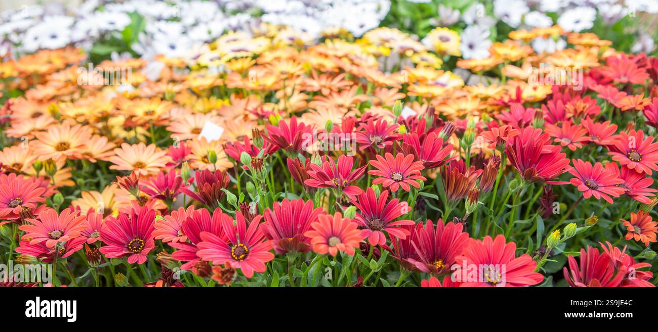 Dimorphotheca ecklonis also known as Cape Marguerite. Plants displayed ...