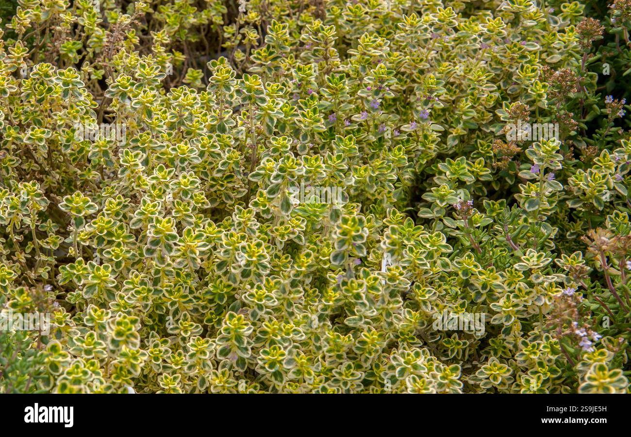 Thymus citriodorus, a lemon-scented evergreen mat. Plants displayed in ...