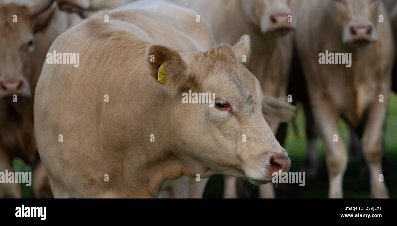 Cow on on spring meadow. Cows farm nature. Cattle eating grass, grazing ...