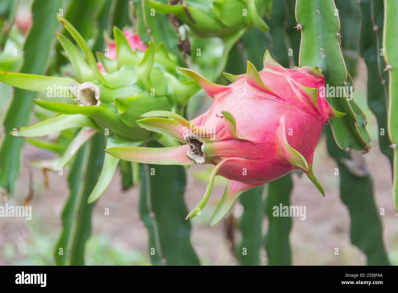 Dragon fruit,Pitaya on tree Stock Photo - Alamy