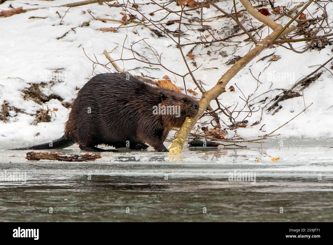 A North American beaver (Castor canadensis) drags a branch into a ...