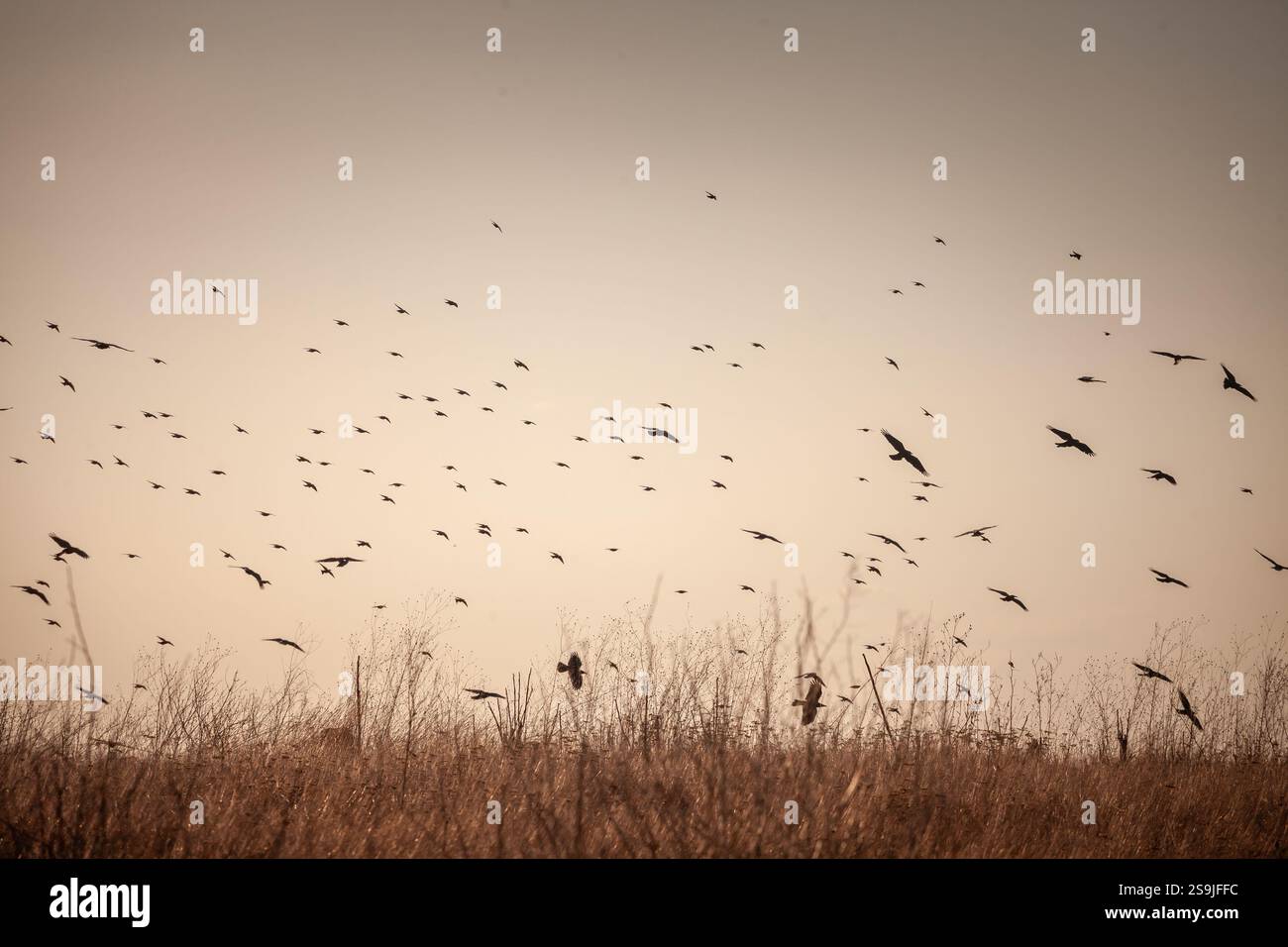 A flock of crows soars above golden farmland in Vojvodina, Serbia ...