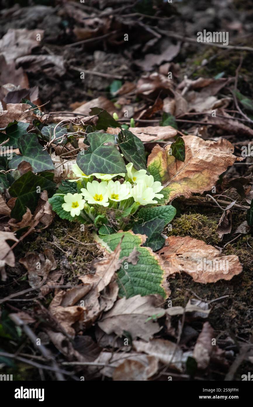 Yellow primrose (Primula vulgaris) blooms in early spring showcasing ...