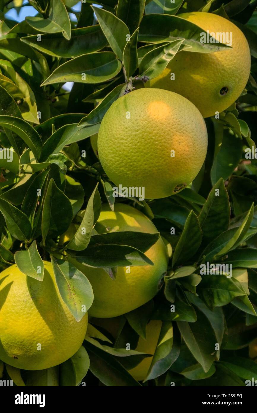 Orange grove filled with trees loaded with ripe fruit Stock Photo - Alamy