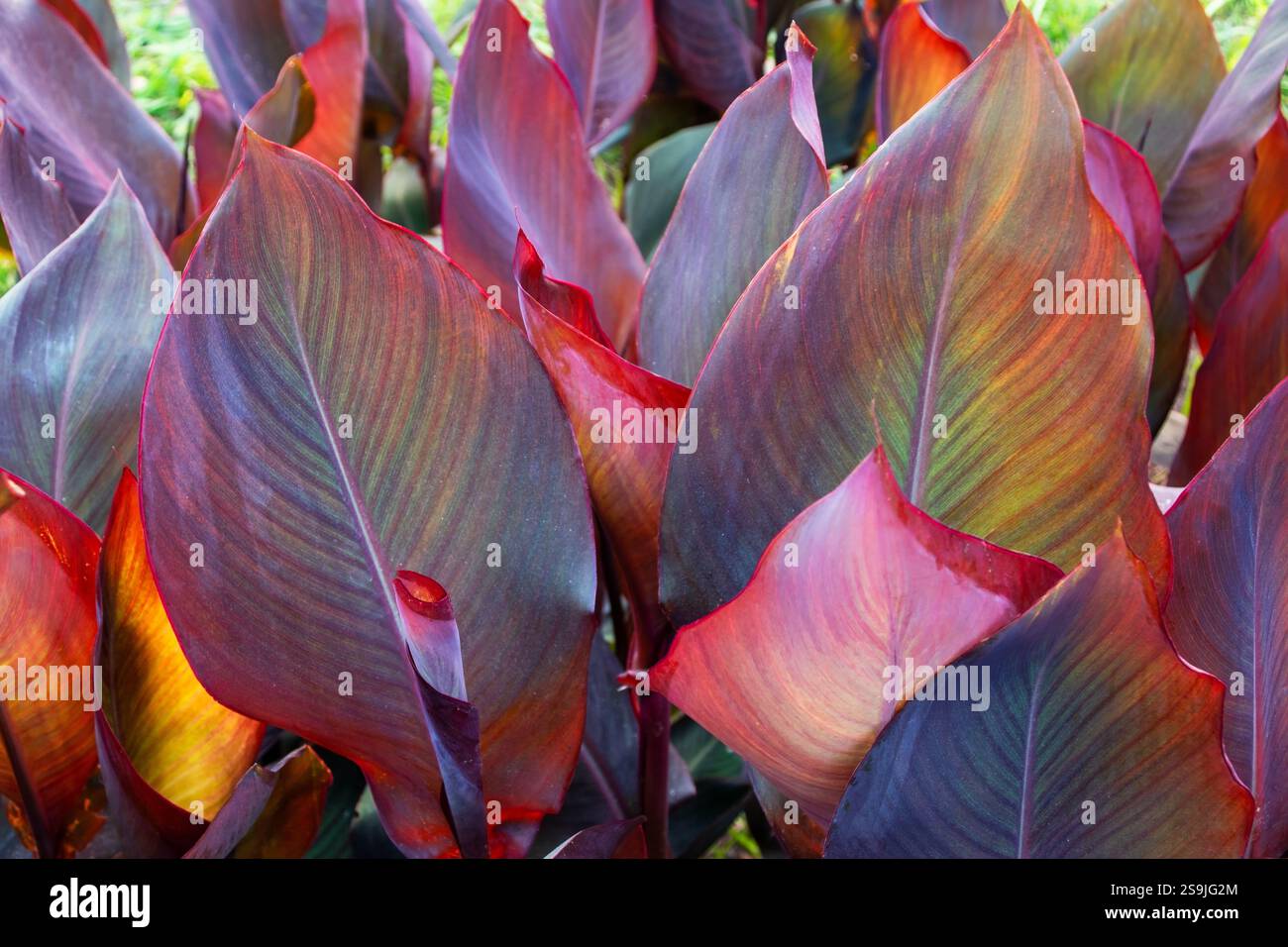 Red and purple leaves of canna lily (Canna indica L Stock Photo - Alamy