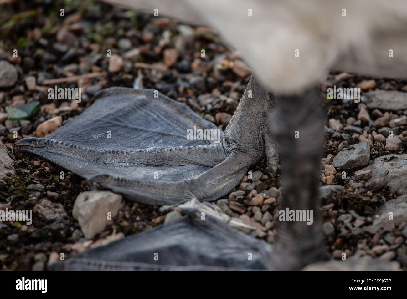Distinct skin texture hi-res stock photography and images - Alamy