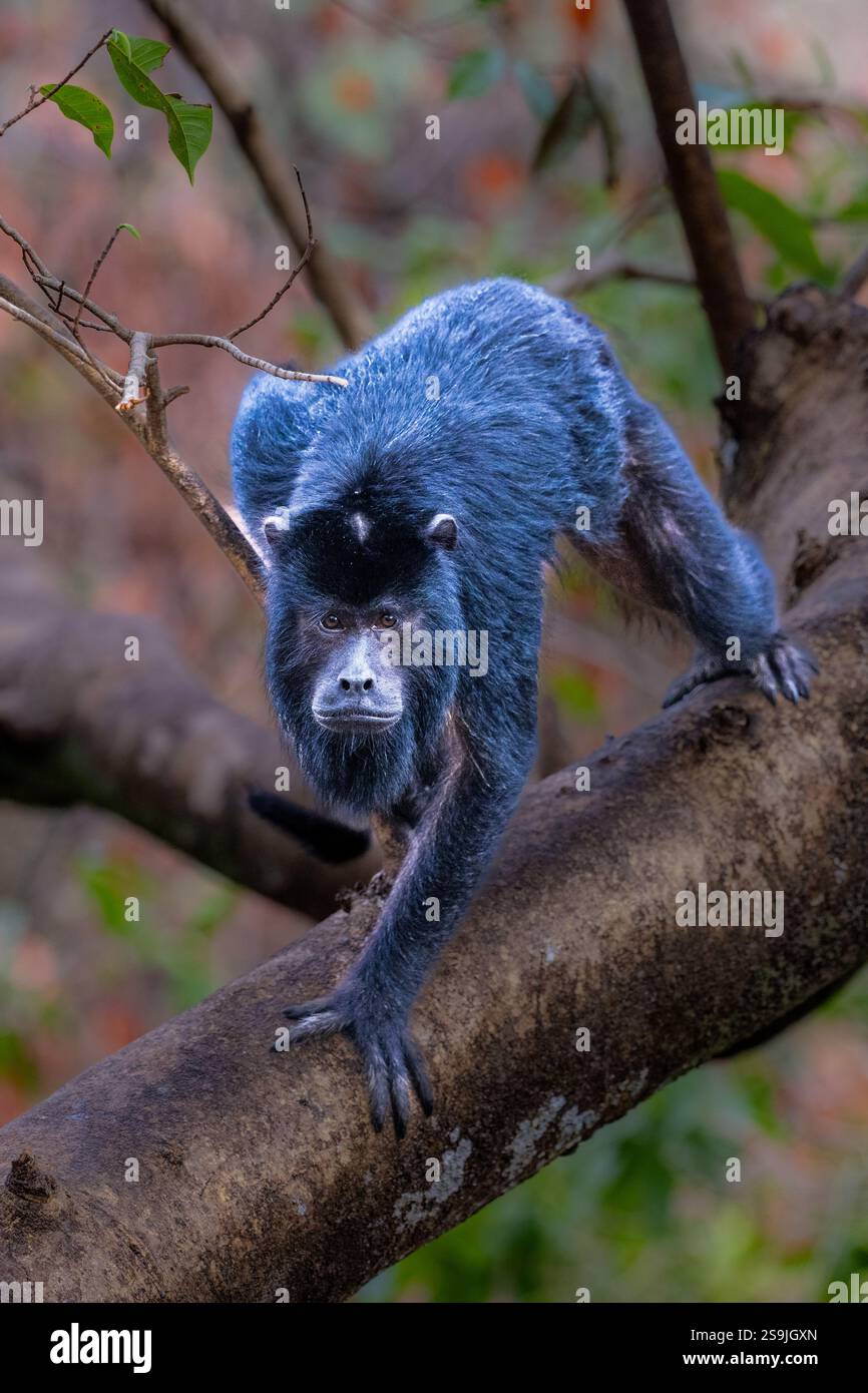 Howler monkey walking down a large tree trunk Stock Photo - Alamy