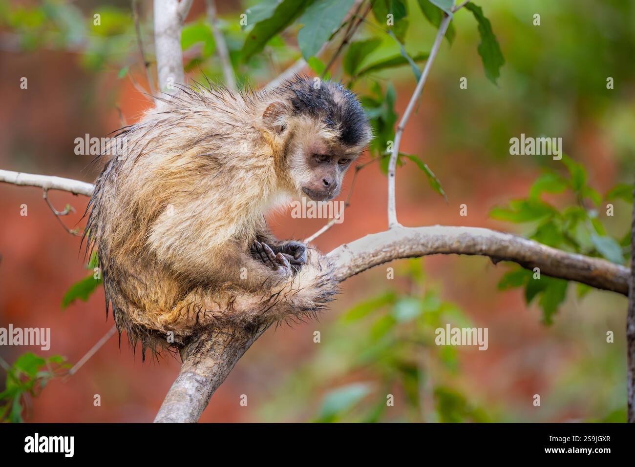 Capuchin Monkey looking down from its perch in a tall tree in the ...