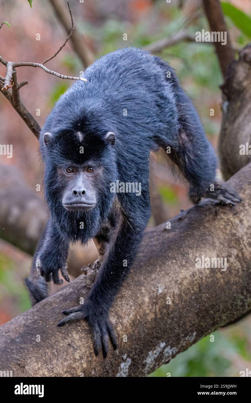 Howler monkey walking down a large tree trunk Stock Photo - Alamy