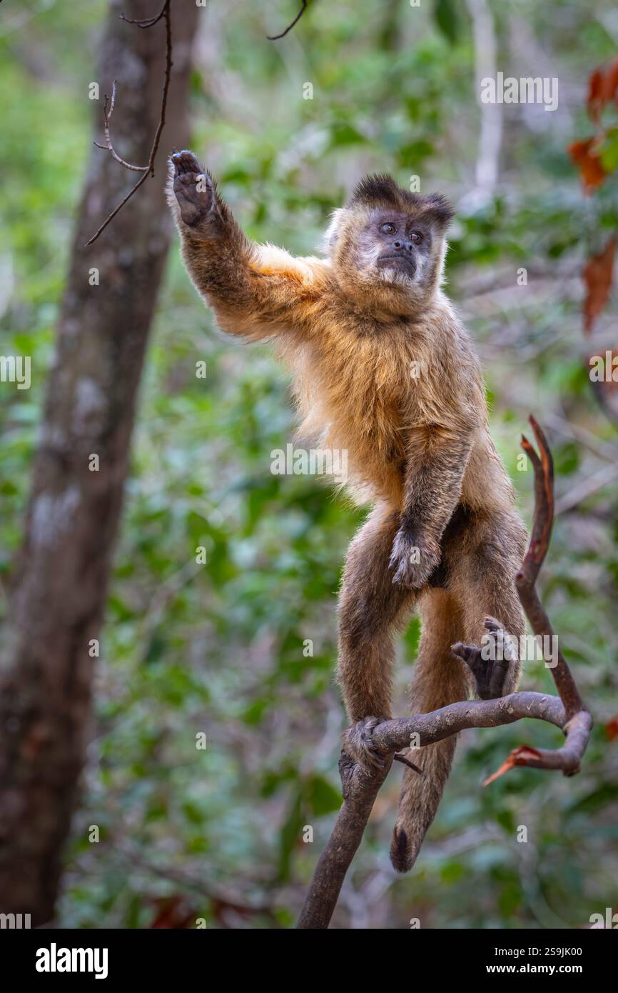 Capuchin Monkey standing on hind legs and holding on with one hand high ...