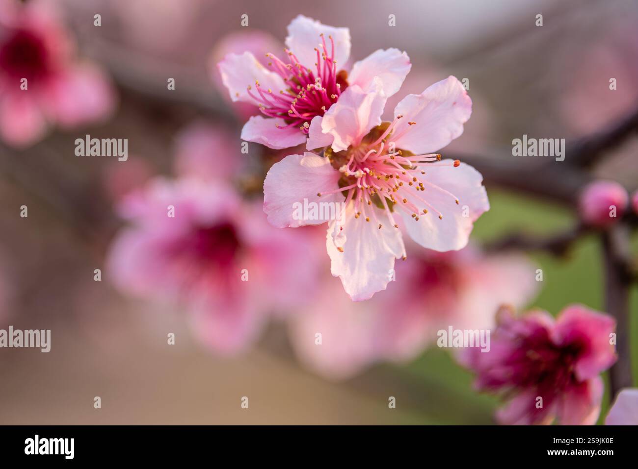 Springtime peach blossoms at a peach orchard in Peach County, Georgia ...