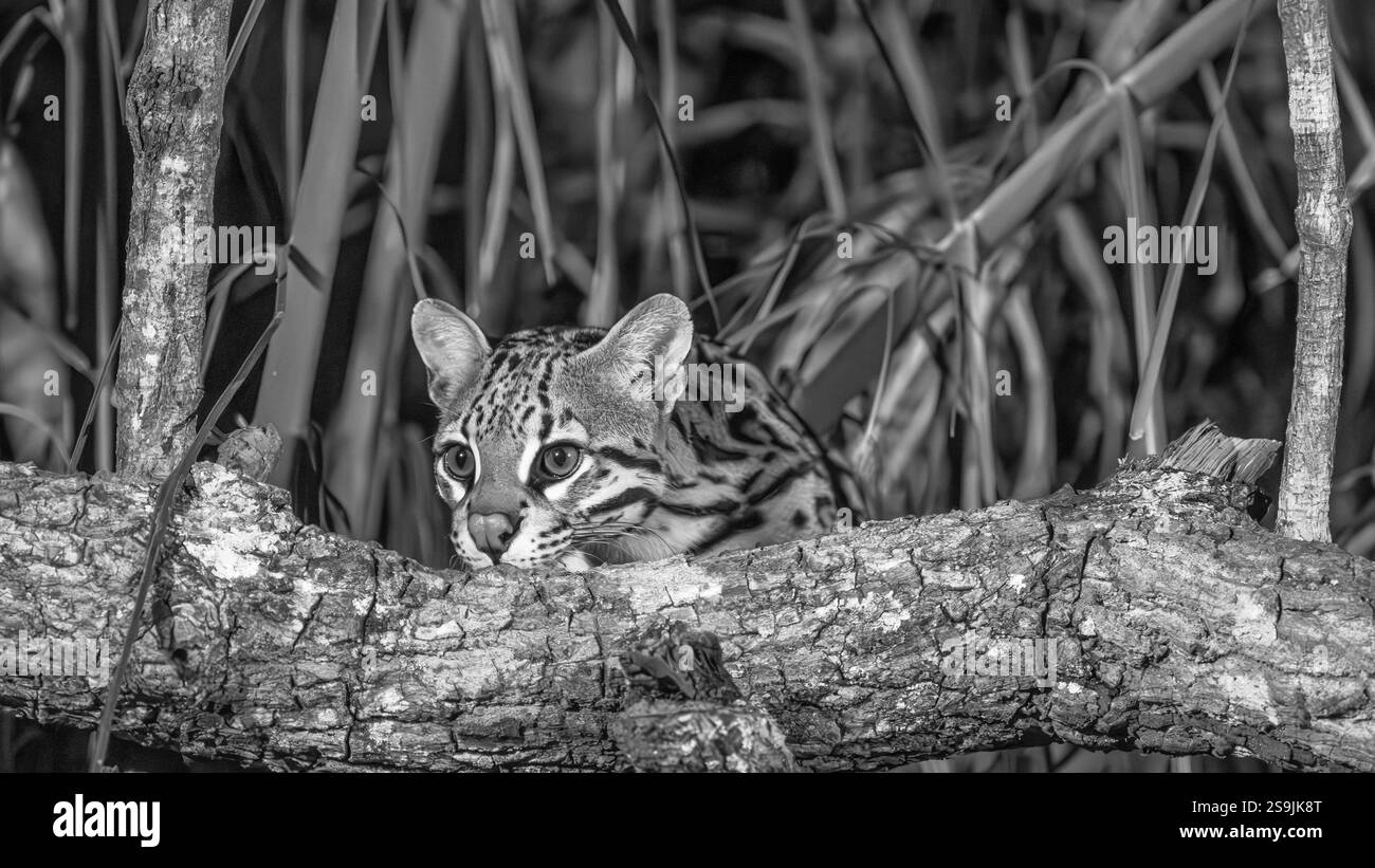 portrait - head shot of ocelot peering curiously over a fallen log in ...