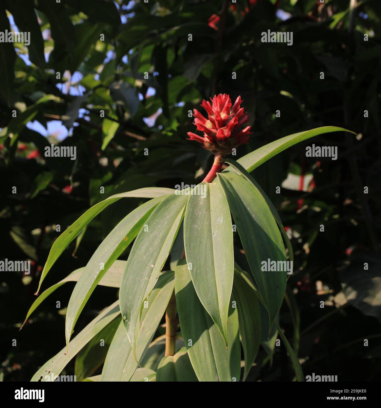 Hellenia, big red flower growing in Laos Stock Photo - Alamy