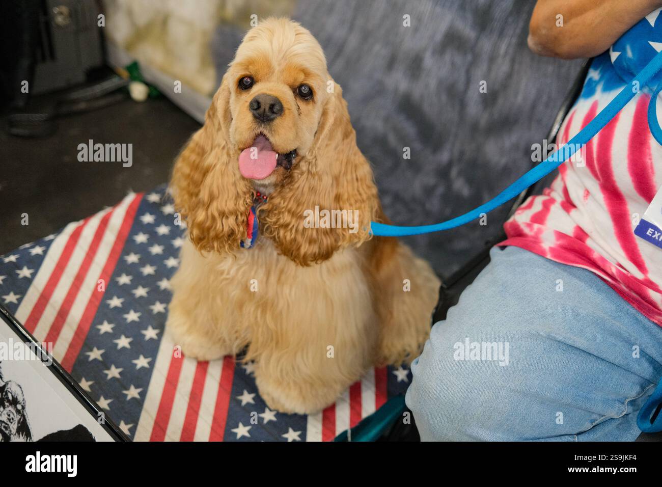 January 26, 2025, New York, New York, USA: This American Cocker Spaniel ...