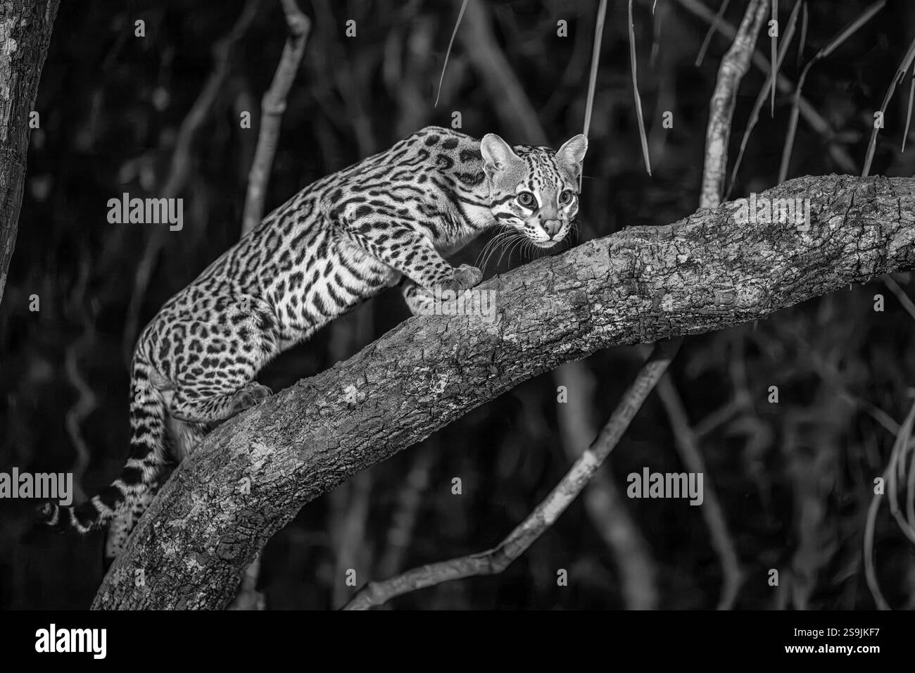 Ocelot walking slowly along a leaning tree branch in the Pantanal ...