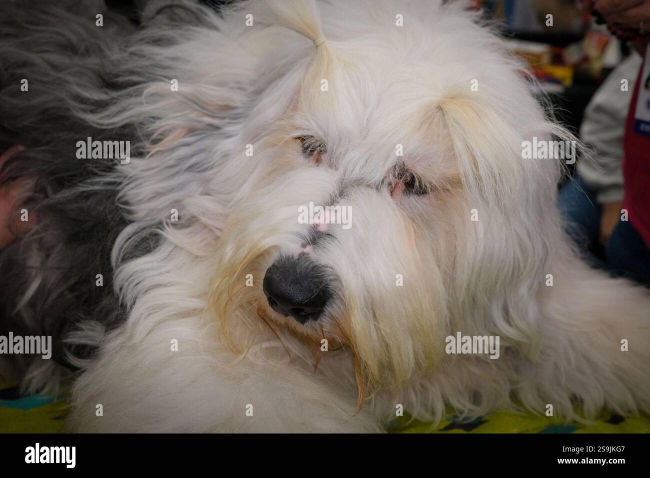 January 26, 2025, New York, New York, USA: Freddie the Old English ...