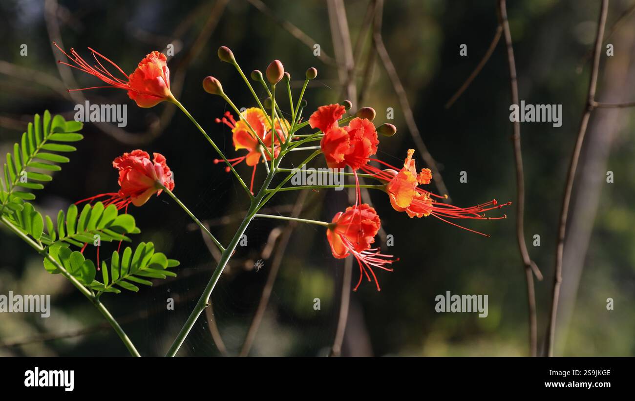 Caesalpinia pulcherrima, red peacock flower growing in Laos Stock Photo ...