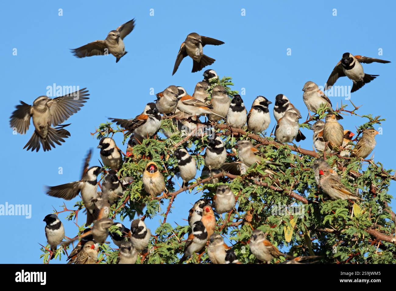 Cape sparrows (Passer melanurus) and other birds gathering in a tree ...