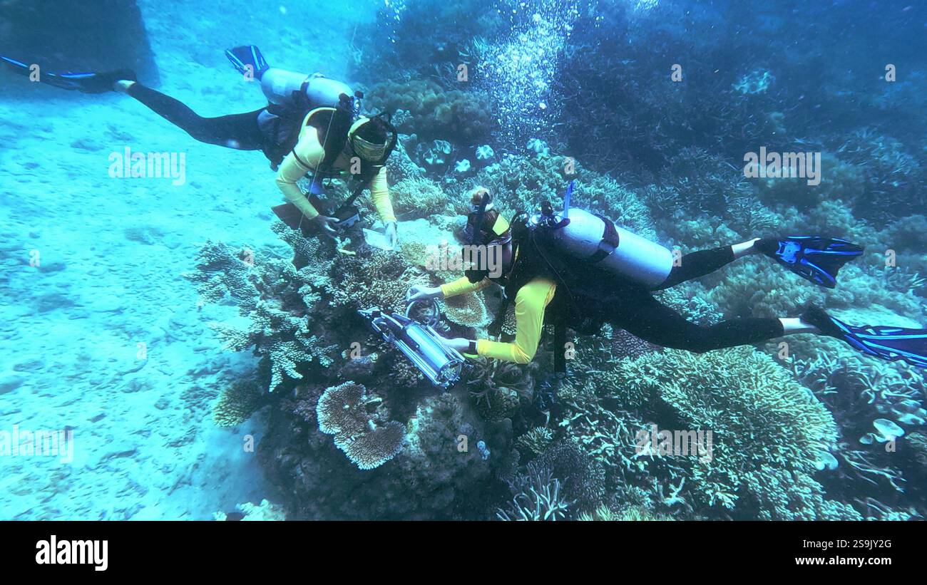 Divers conducting coral stress surveys using a PAM fluorometer, Great Barrier Reef, Queensland ...