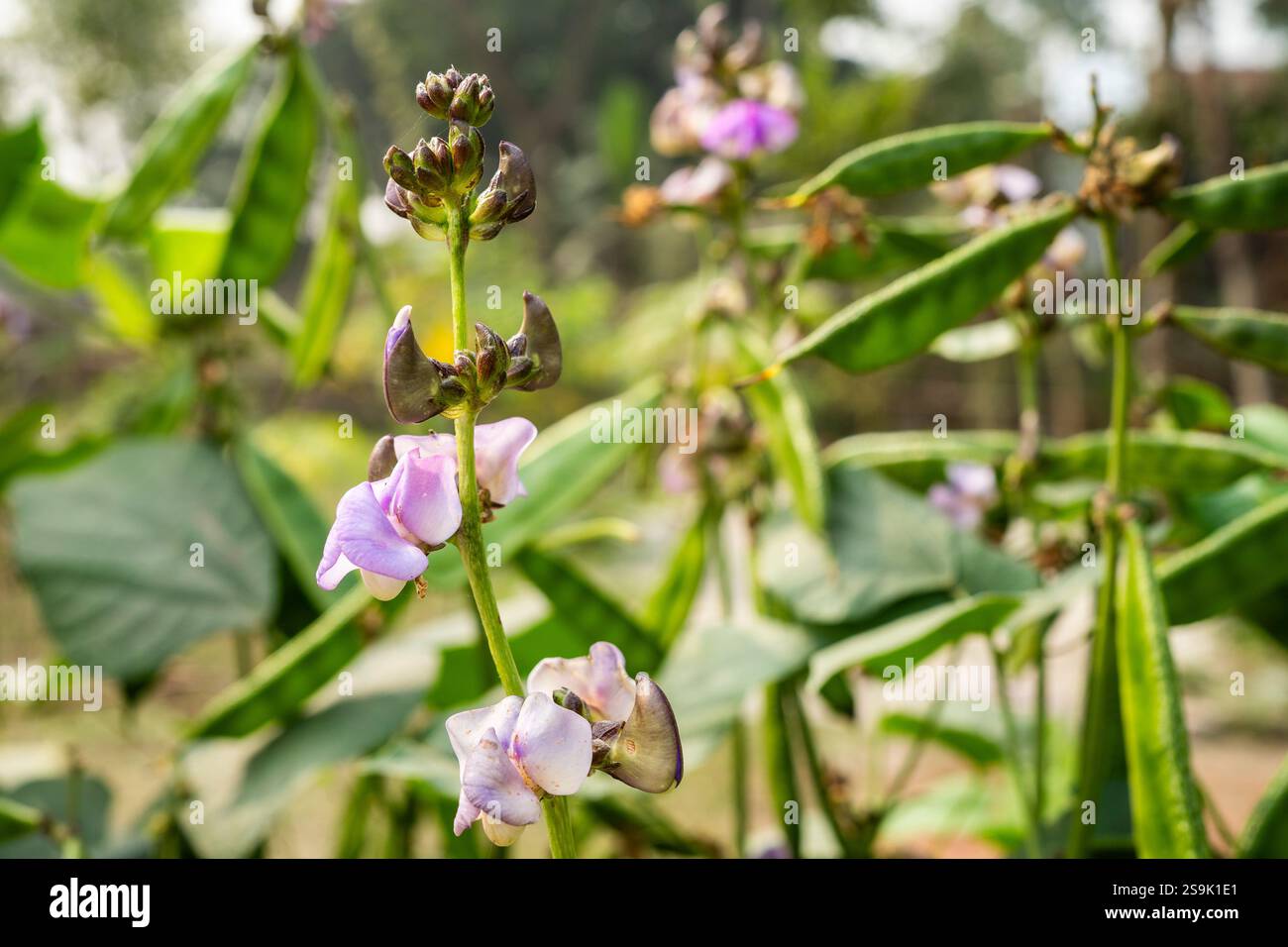 Bangladeshi vegetables hi-res stock photography and images - Alamy