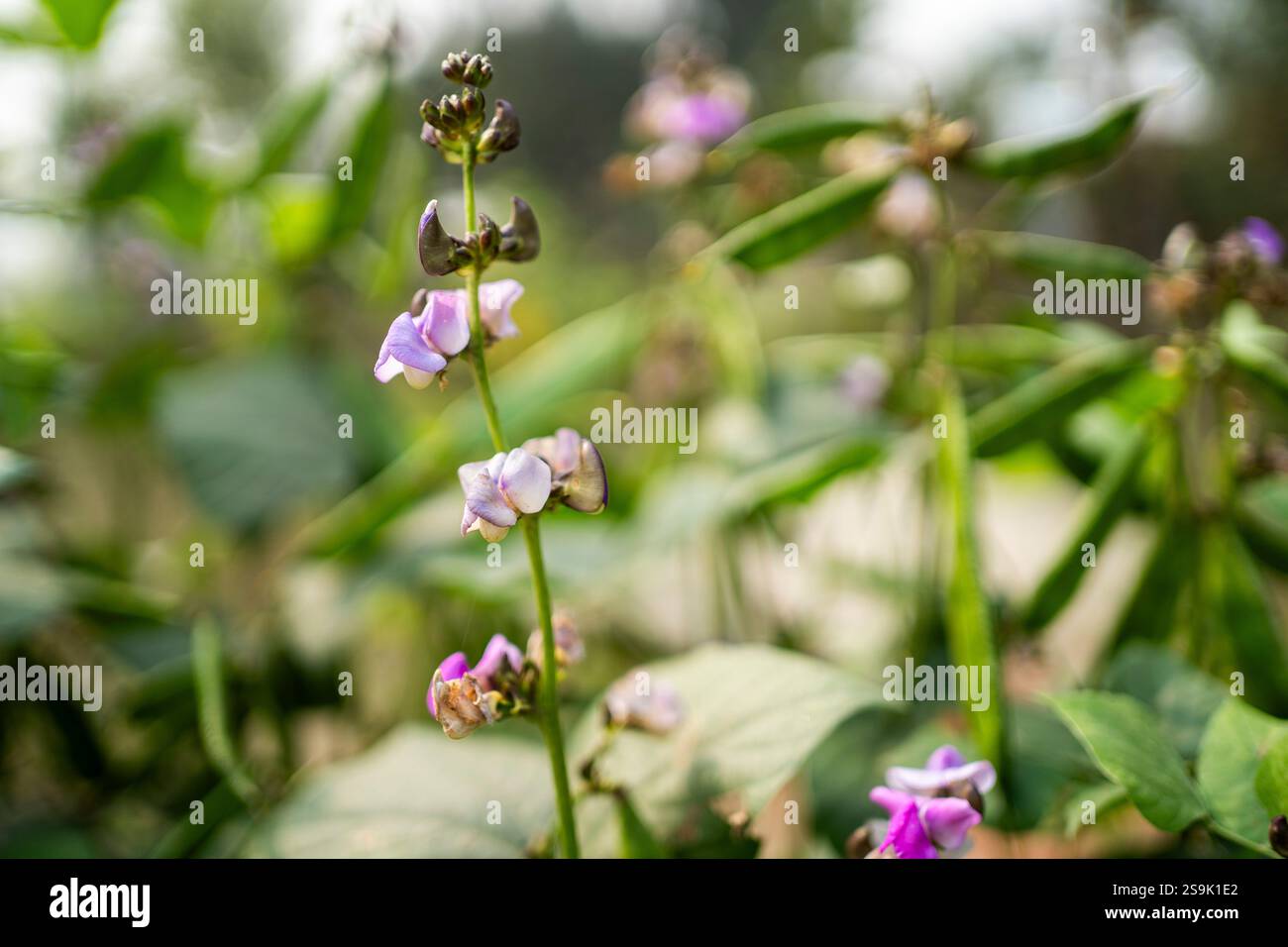 Different types of Bangladeshi vegetables Stock Photo - Alamy