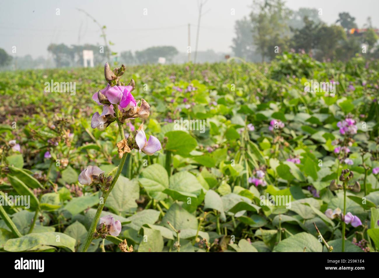 Different types of Bangladeshi vegetables Stock Photo - Alamy