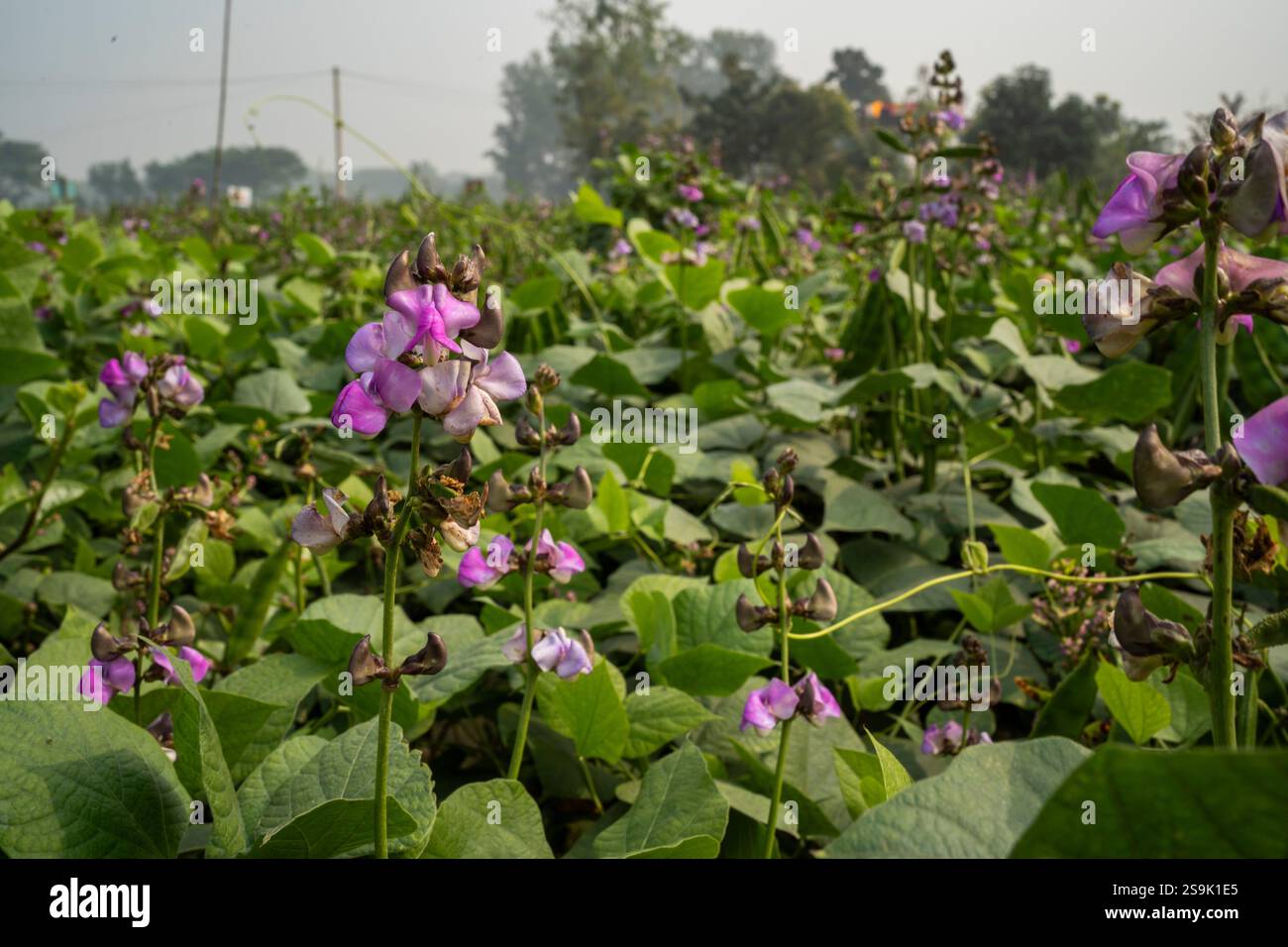 Different types of Bangladeshi vegetables Stock Photo - Alamy