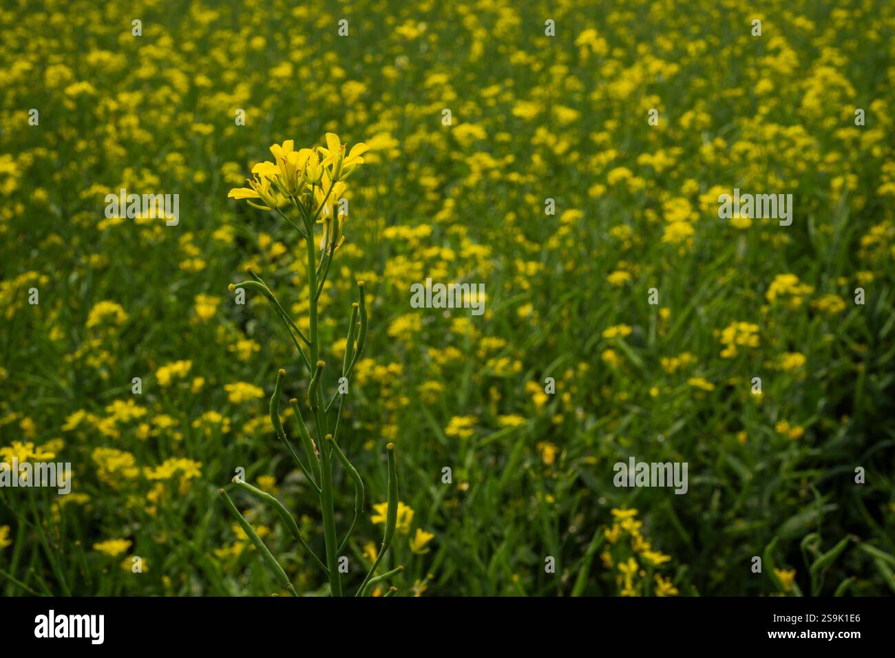 Different types of Bangladeshi vegetables Stock Photo - Alamy