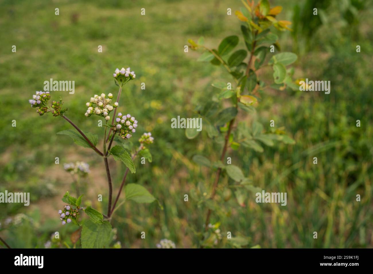 Different types of Bangladeshi vegetables Stock Photo - Alamy
