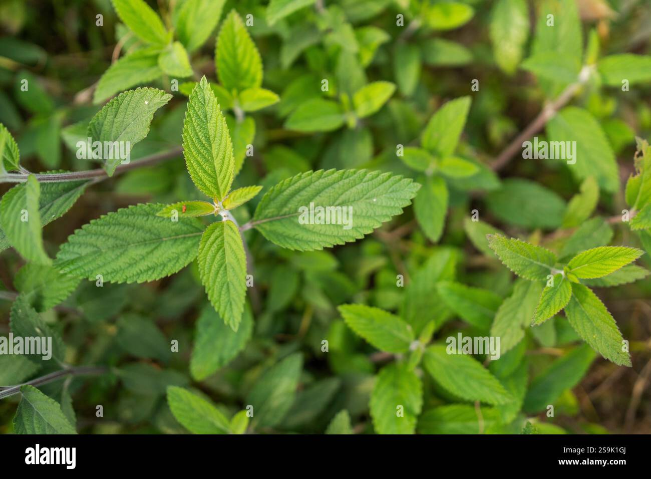 Different types of Bangladeshi vegetables Stock Photo - Alamy