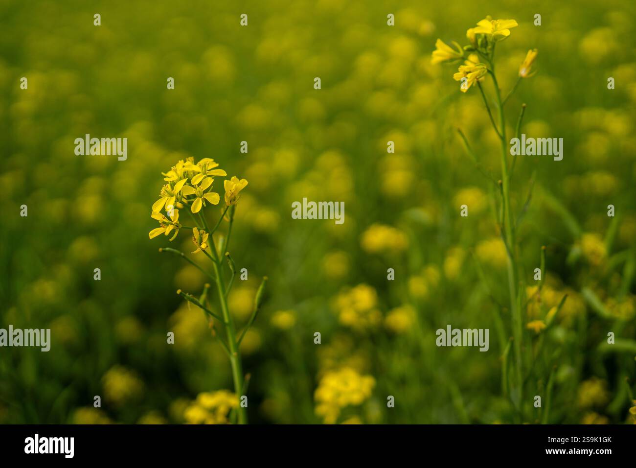 Different types of Bangladeshi vegetables Stock Photo - Alamy