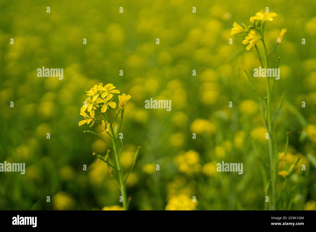 Different types of Bangladeshi vegetables Stock Photo - Alamy
