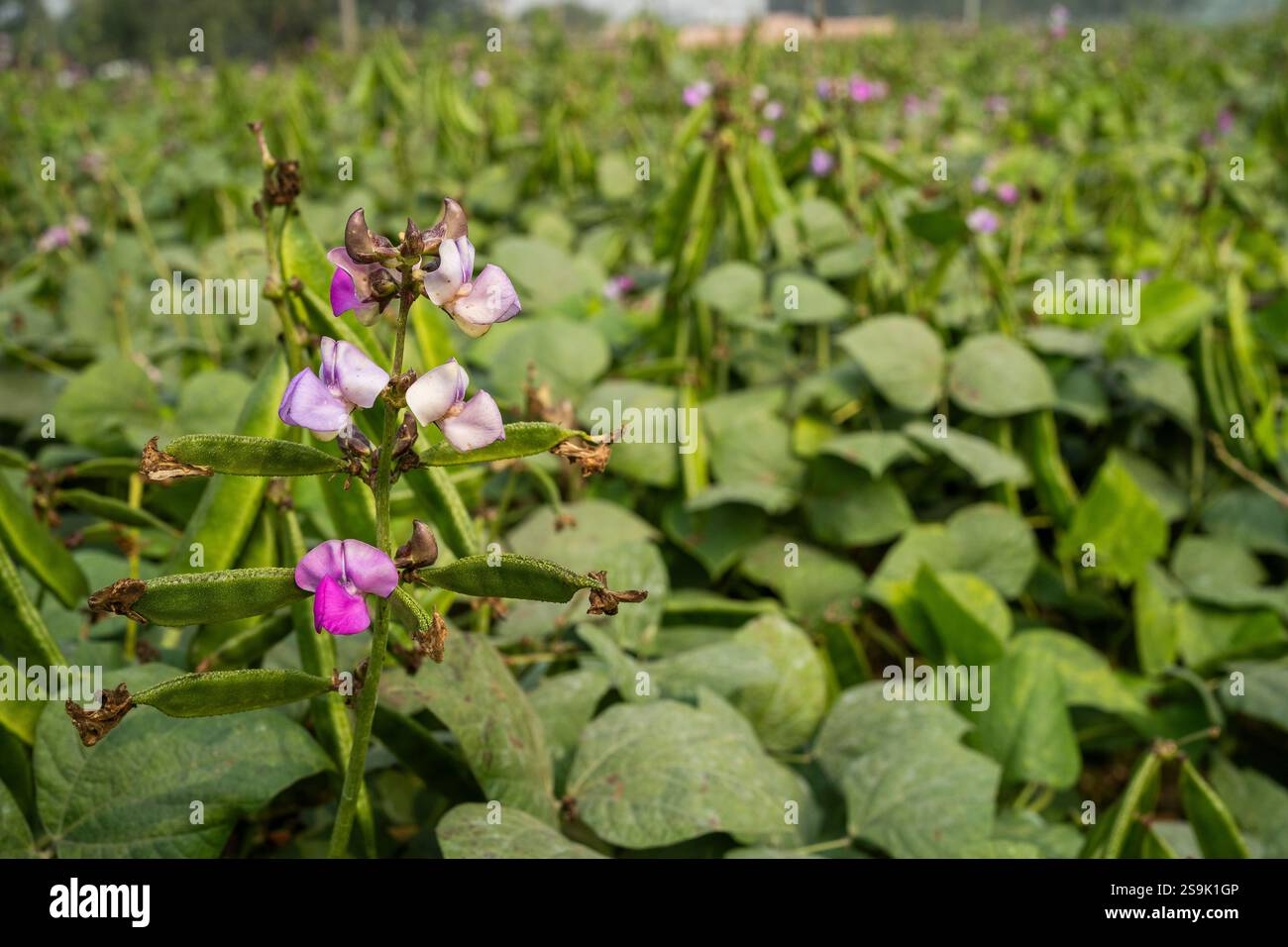 Different types of Bangladeshi vegetables Stock Photo - Alamy