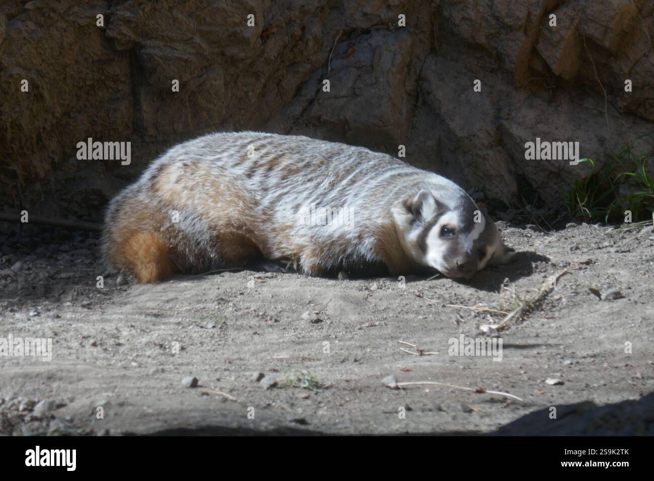 Los Angeles, California, USA 24th January 2025 American Badger at LA ...