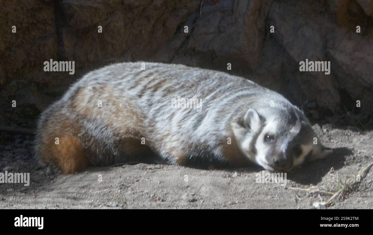 Los Angeles, California, USA 24th January 2025 American Badger at LA ...