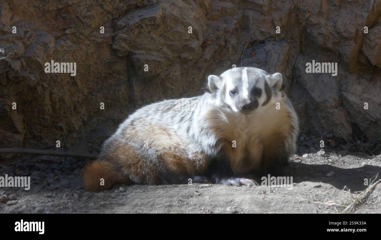 Los Angeles, California, USA 24th January 2025 American Badger at LA ...