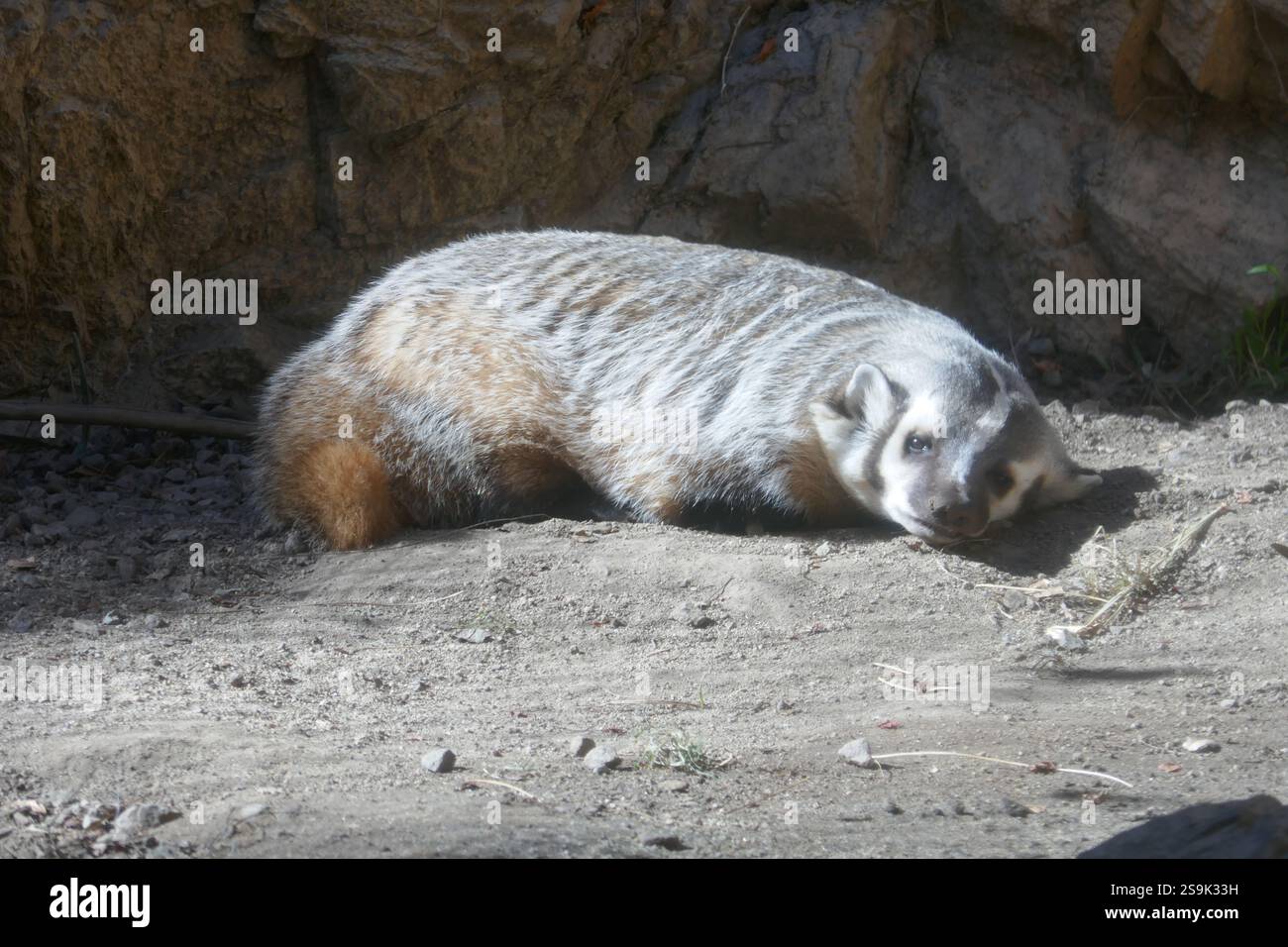 Los Angeles, California, USA 24th January 2025 American Badger at LA ...