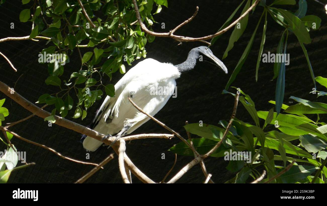 Los Angeles, California, USA 24th January 2025 Ibis in Aviary at LA Zoo ...