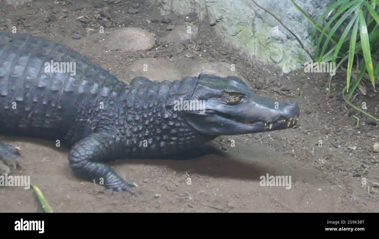 Los Angeles, California, USA 24th January 2025 Dwarf Caiman in ...