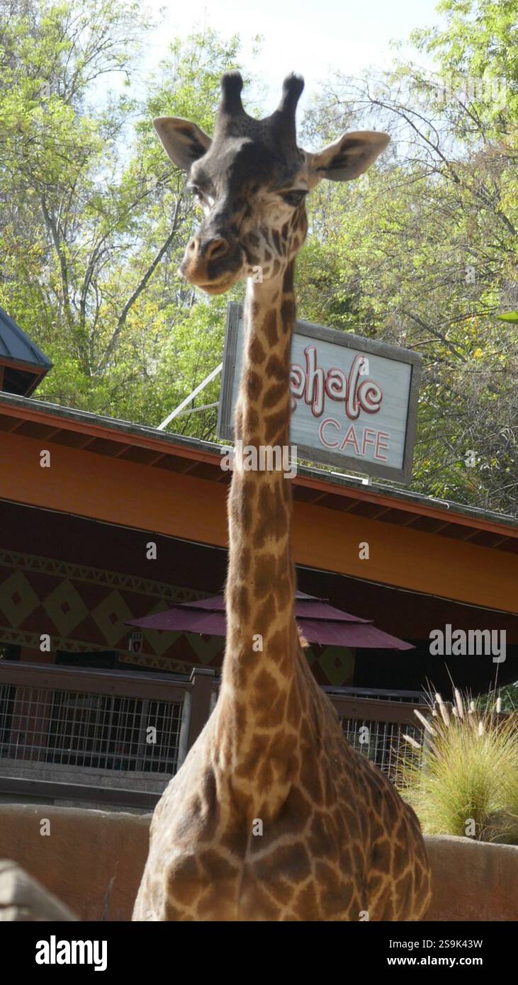 Los Angeles, California, USA 24th January 2025 Maasai Giraffe, Masai ...