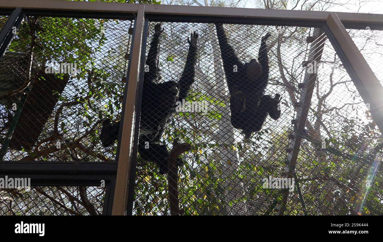 Los Angeles, California, USA 24th January 2025 Howler Monkeys at LA Zoo ...