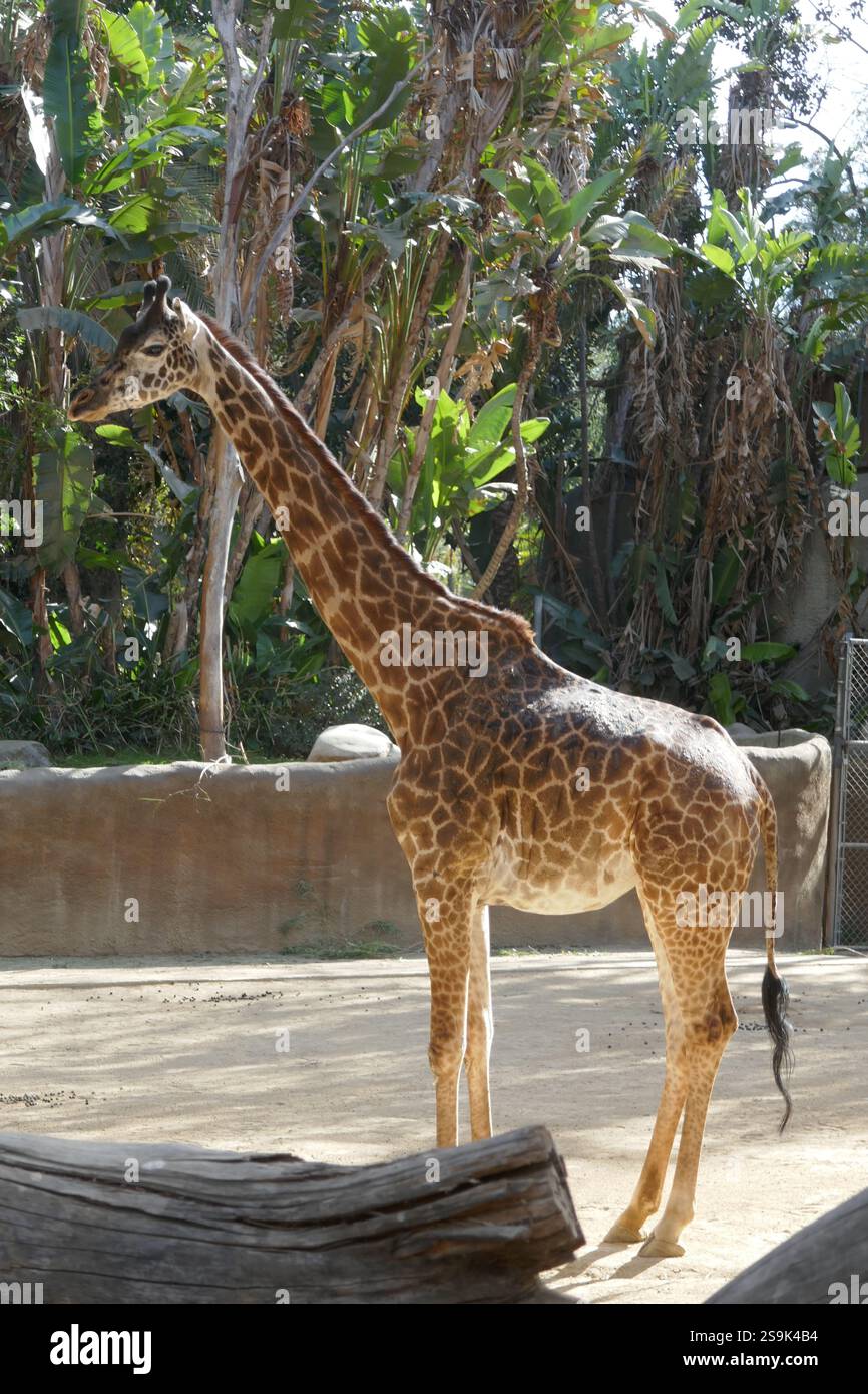 Los Angeles, California, USA 24th January 2025 Maasai Giraffe, Masai ...