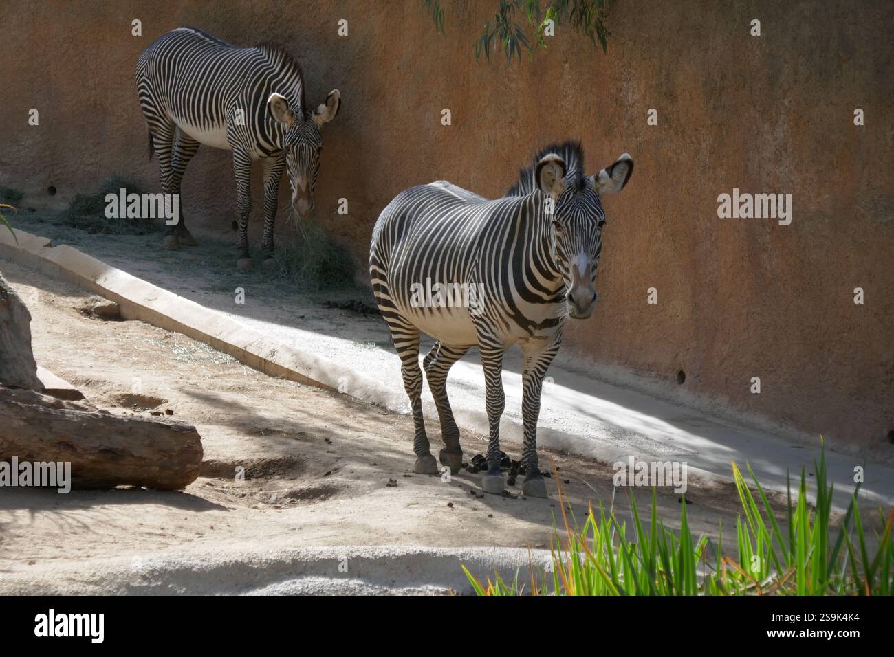 Los Angeles, California, USA 24th January 2025 Grevys Zebras at LA Zoo ...