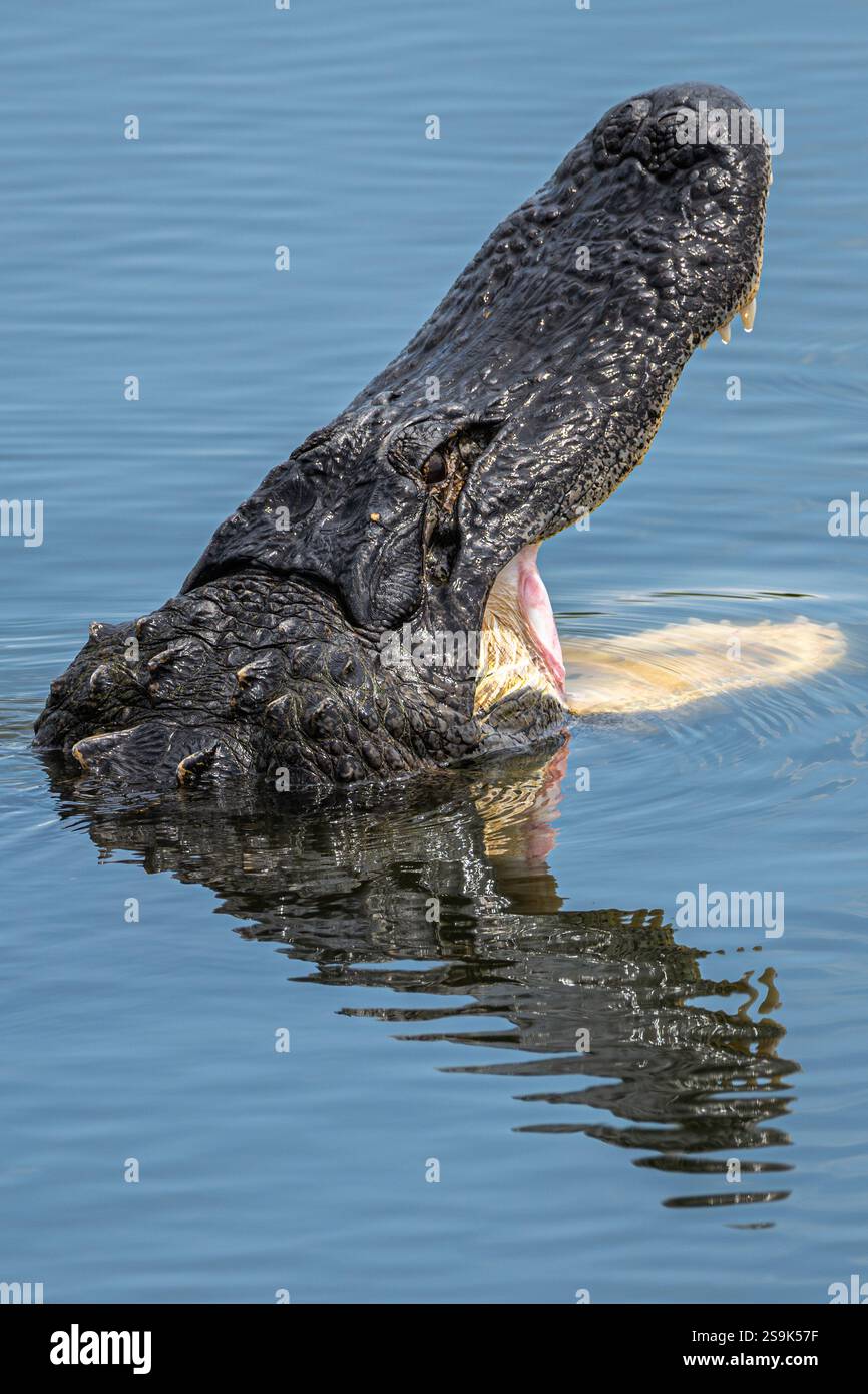 Alligator with wide open mouth raising his head above the water at ...