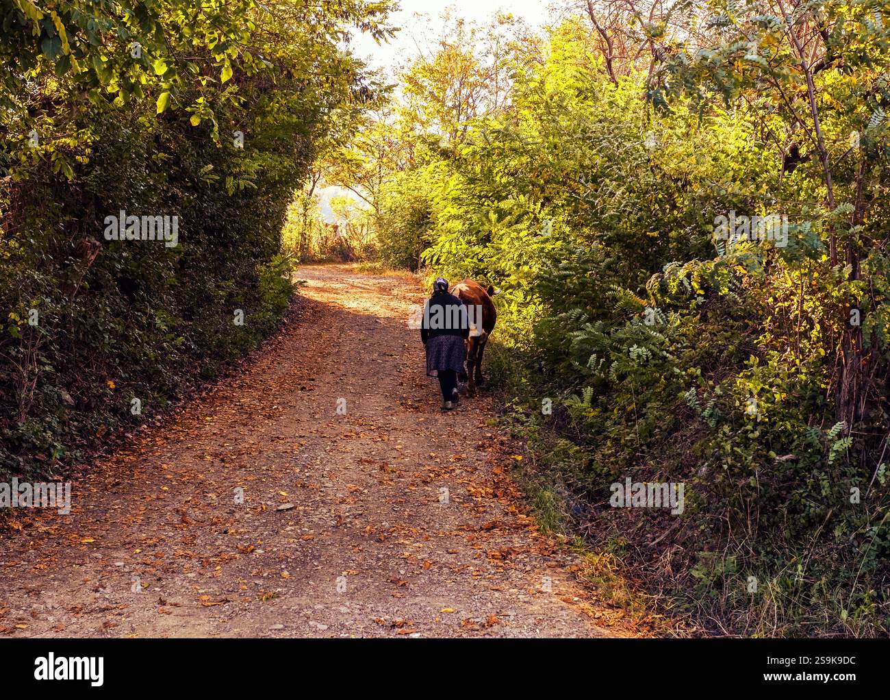 an old woman leading a cow from pasture to the house on a country road ...