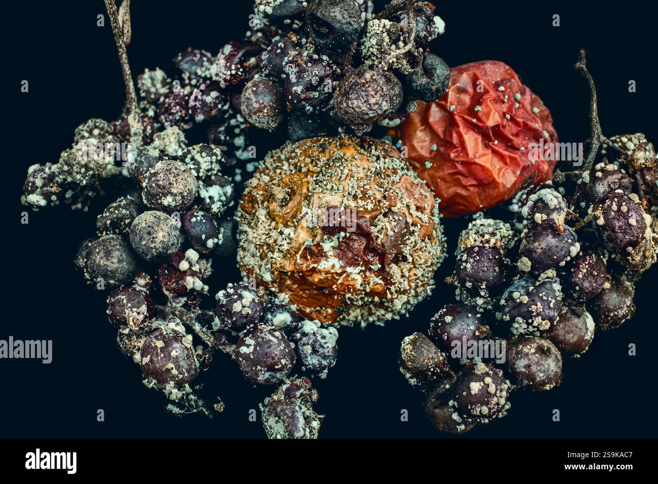 Fruits withered dried and rotten on dark background Stock Photo - Alamy
