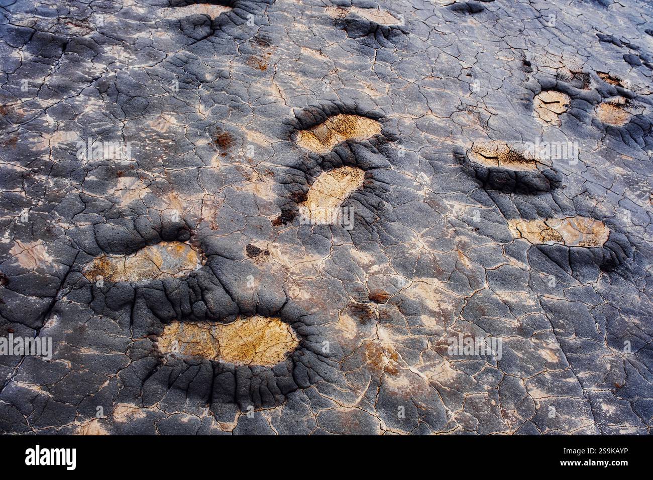 footprints in hardened mud near Muddy Vulcanos located in Buzau County ...