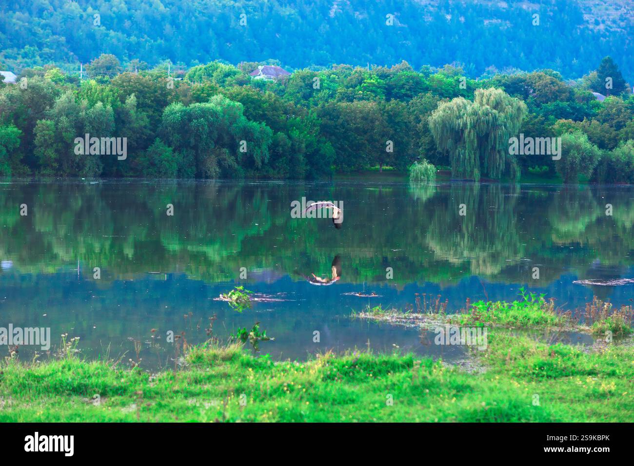 Stork flying over calm river hi-res stock photography and images - Alamy