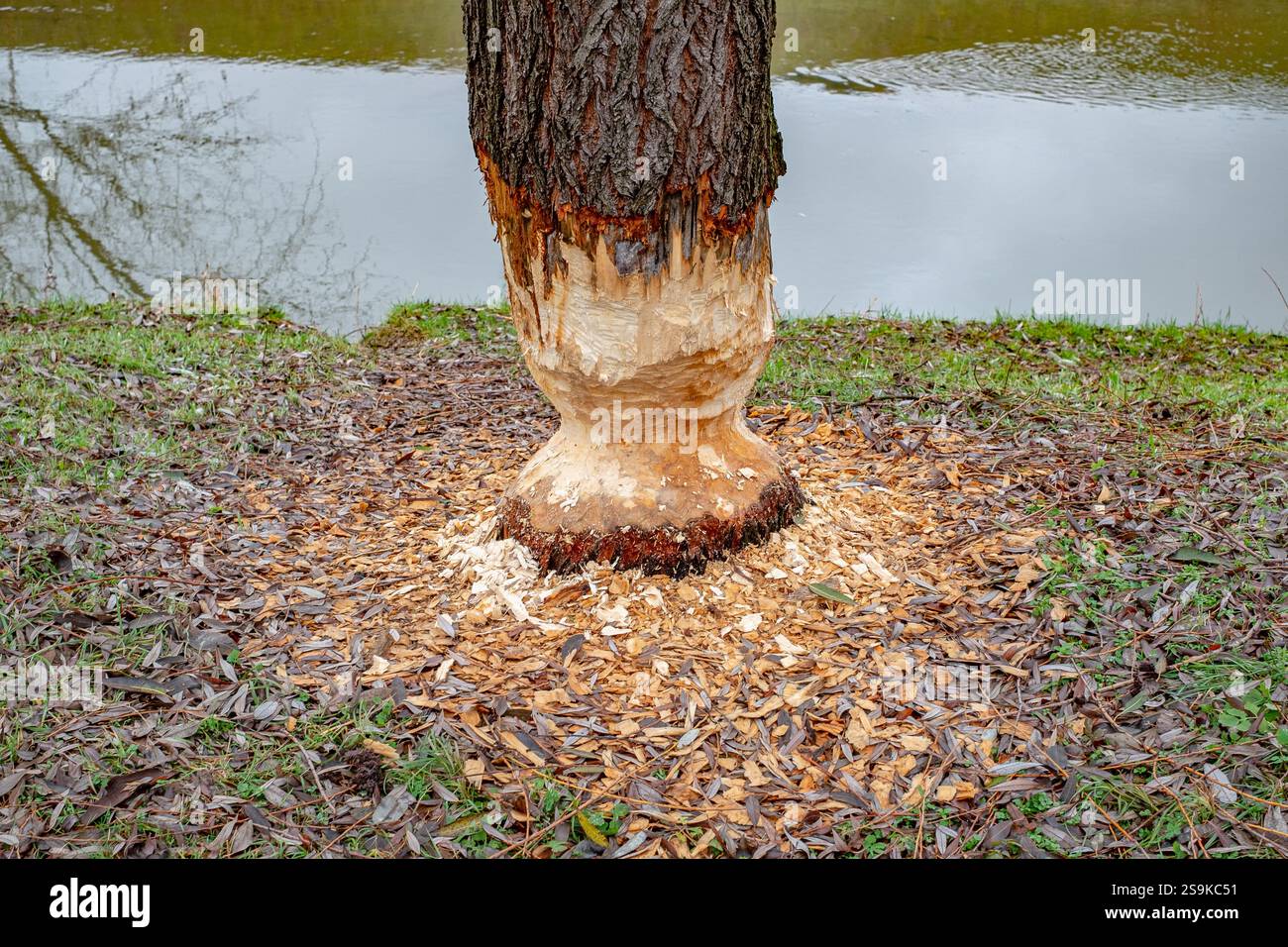 Tree trunks gnawed by beavers Stock Photo - Alamy