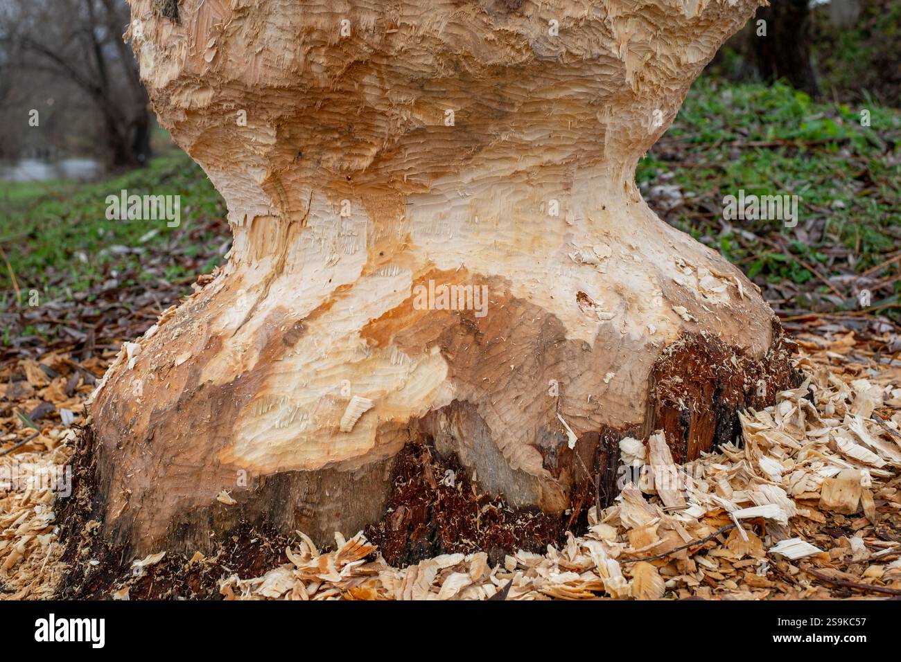 Tree trunks gnawed by beavers Stock Photo - Alamy
